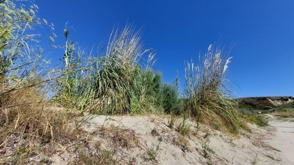 Da, sve će biti kako je šećerna trska rasla u Rijeci - MojaRijeka